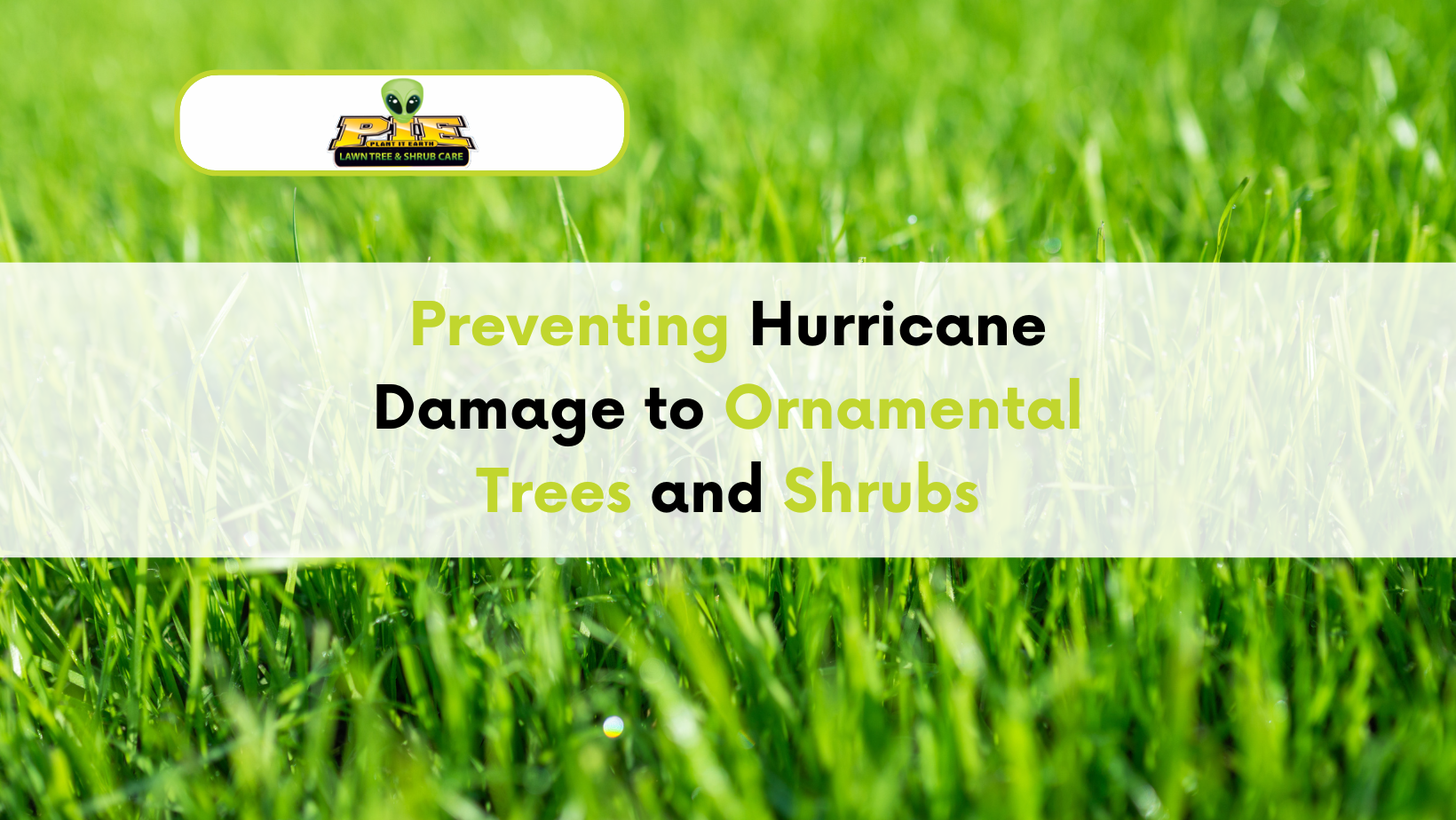 Prevent Hurricane Damage to Trees and Shrubs | 2024 Guide - Plant It Earth