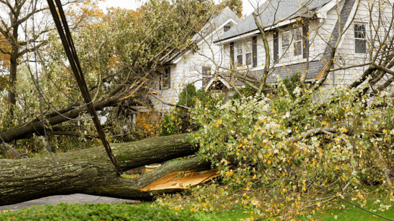 Prevent Hurricane Damage to Trees and Shrubs | 2024 Guide - Plant It Earth