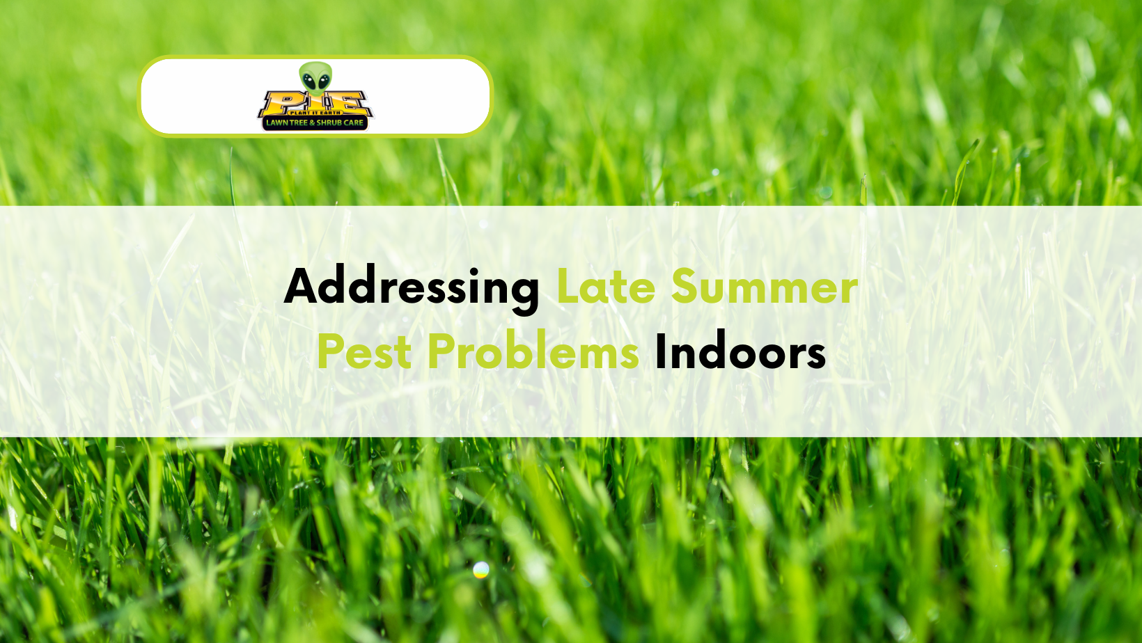 Tackle Late Summer Indoor Pests Effectively - Plant It Earth