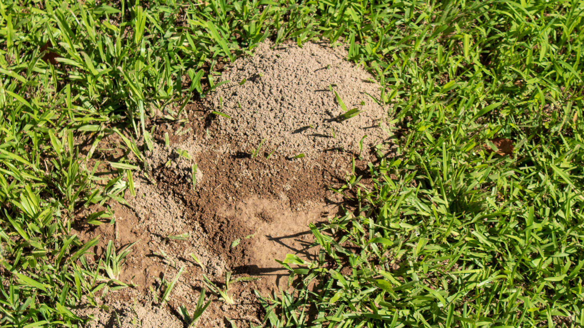 Fire Ant Mitigation: Addressing Early Infestations - Plant It Earth
