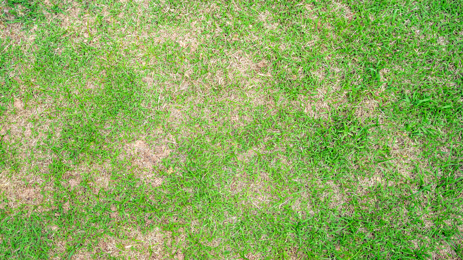 Overcoming Compacted Soil with Expert Aeration - Plant It Earth