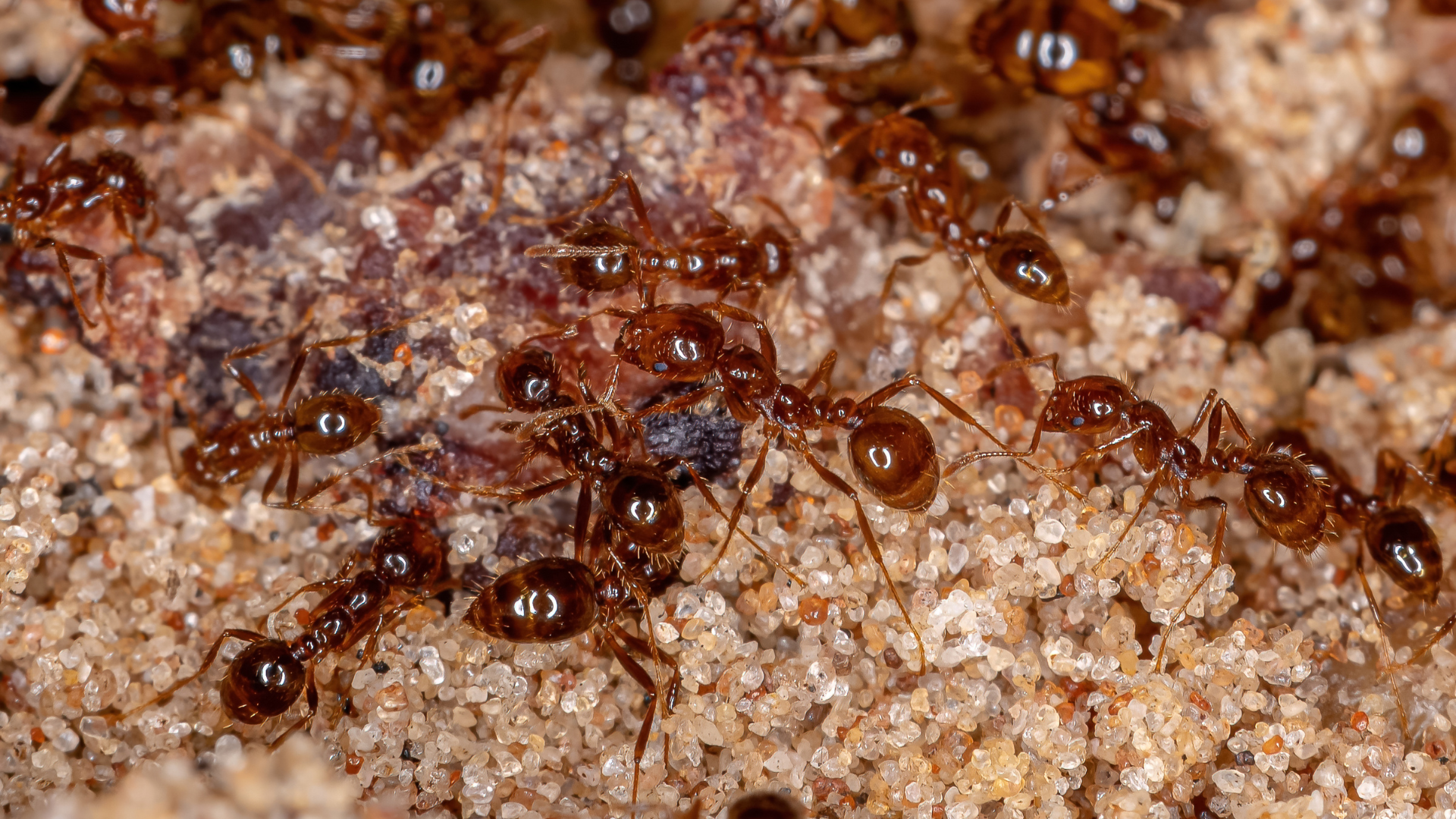 Long-Term Fire Ant Control Tips - Plant It Earth